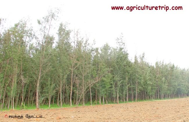 சவுக்கு மரம் சாகுபடி முறை மற்றும் பயன்கள் - Agriculture Trip
