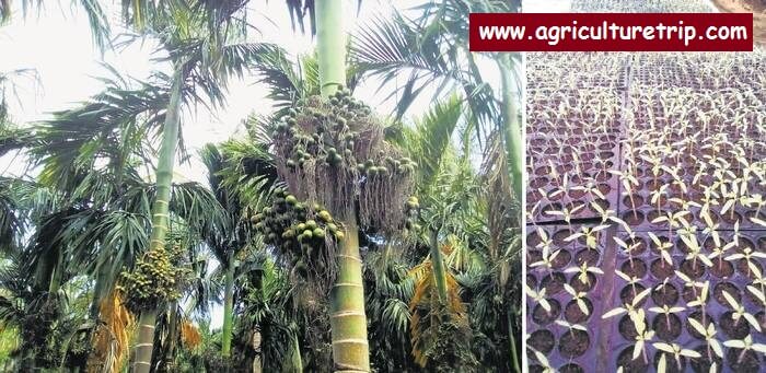 பாக்கு சாகுபடி முறை மற்றும் பயன்கள் - Agriculture Trip