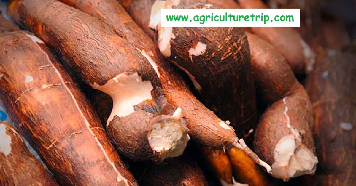 மரவள்ளி கிழங்கு சாகுபடி முறை & பயன்கள் Agriculture Trip